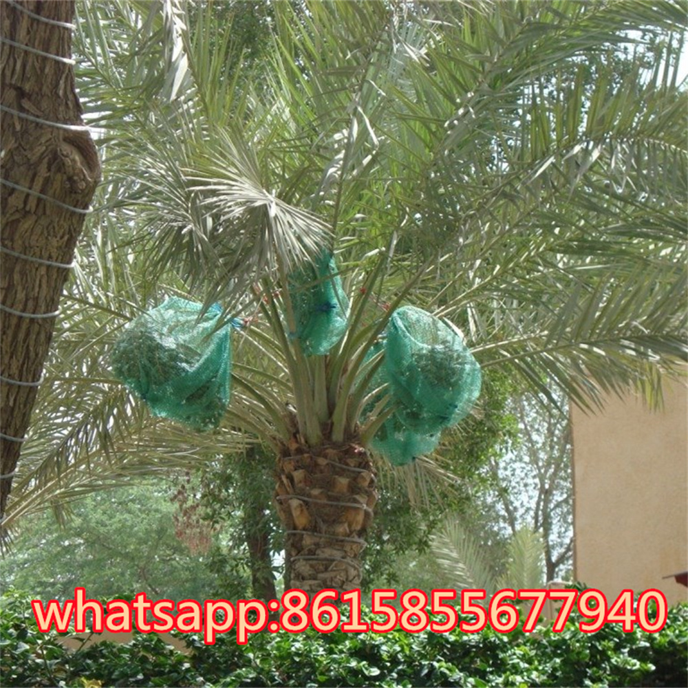 Date Palm Tree Mesh Bag Manufacturer - PE White/ Black Date Harvest ...